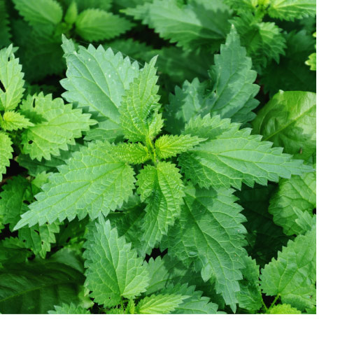 8 plantes amies, incontournables de la santé des femmes